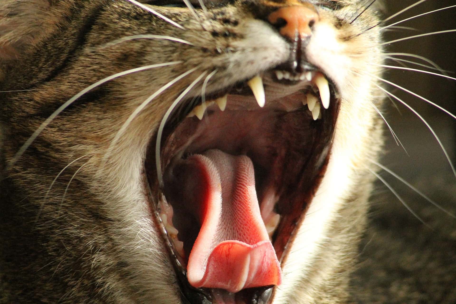 Gingivitis Felina Estomatitis En Gatos: Causas, Síntomas Y