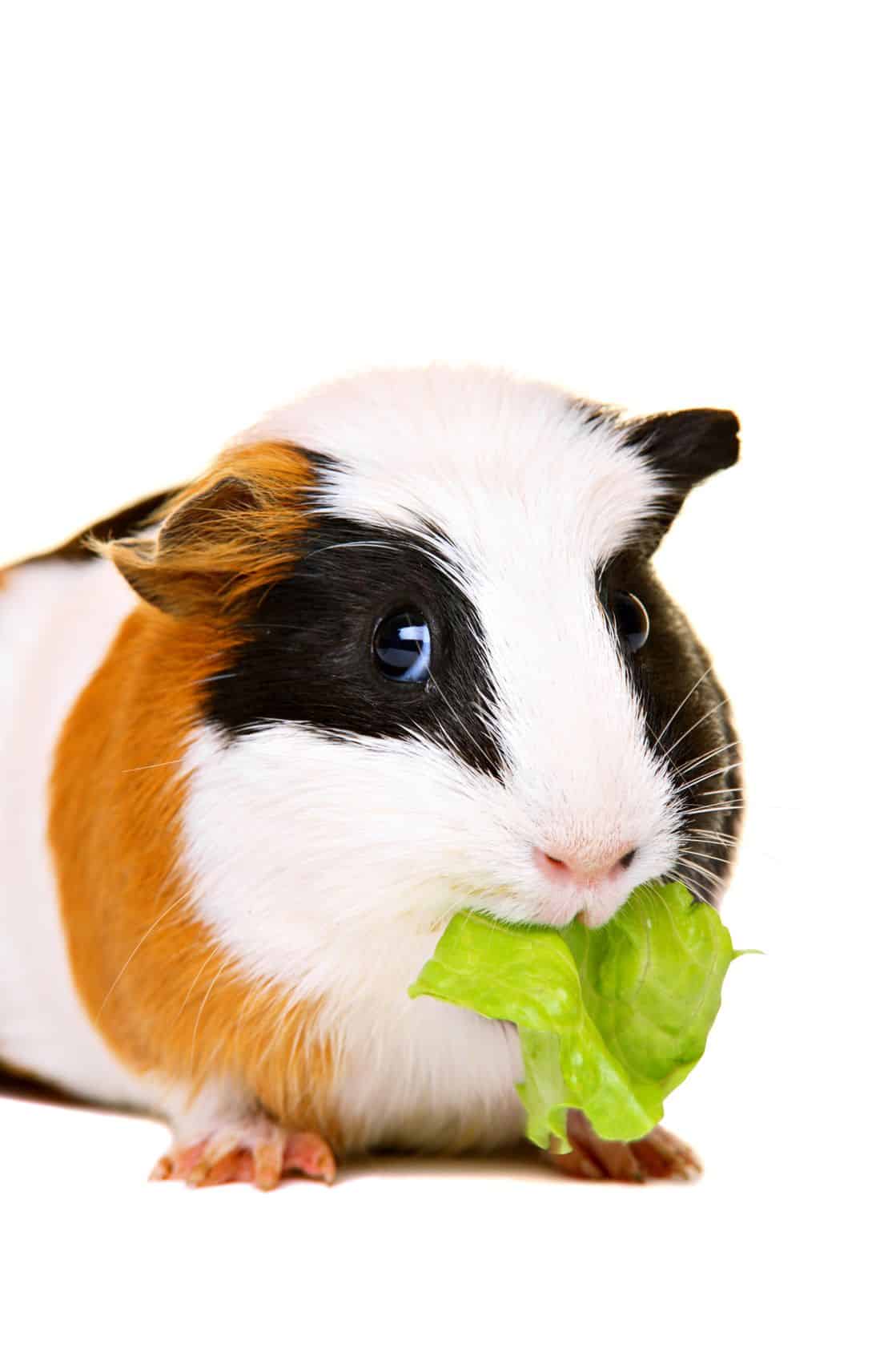 ¿Qué comen las cobayas? - Centro Veterinario Ciudad de Los Ángeles